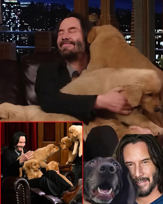 Keanu Reeves, un héroe con un gran corazón: crea una granja para perros ...
